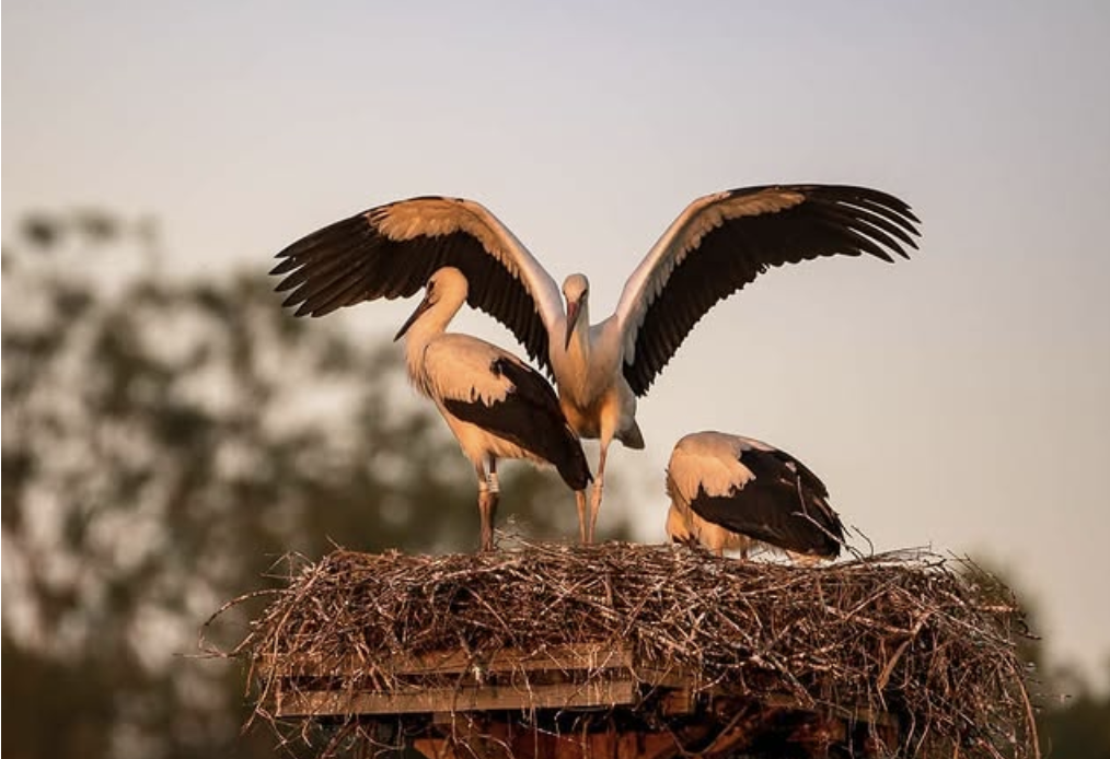 Stork Migration in Israel: A Spring Spectacle – Real Christian Women